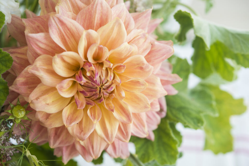 Harvesting Dahlias from the garden and farm in October