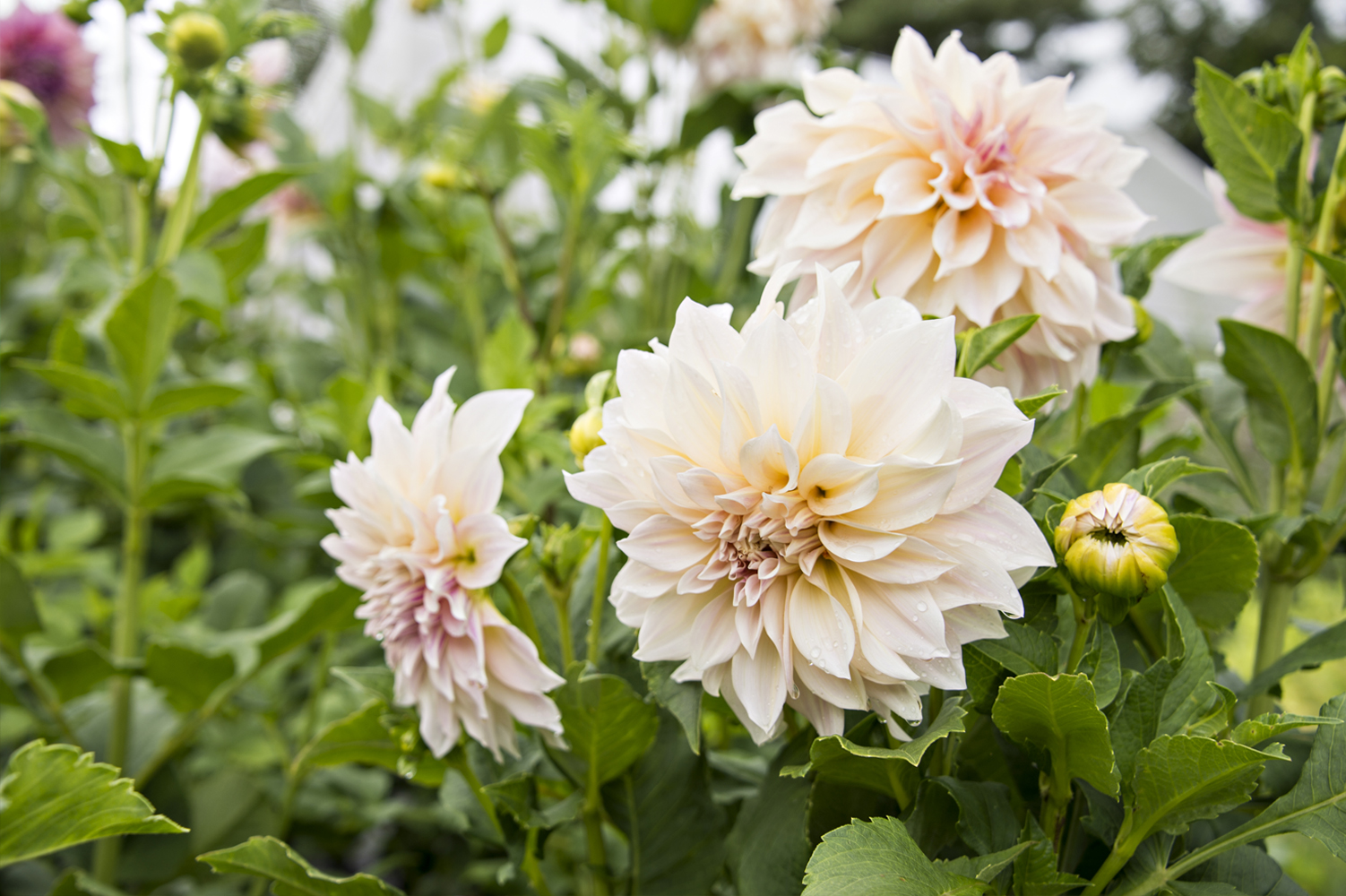 How To Grow Dinner Plate Dahlias In Pots at Elijah Byrnes blog