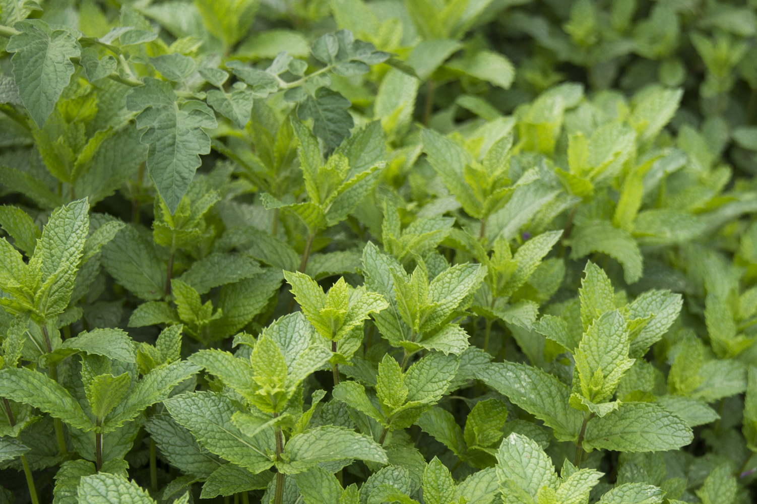 Freshly Minted - How to Grow Mint in the Garden Successfully