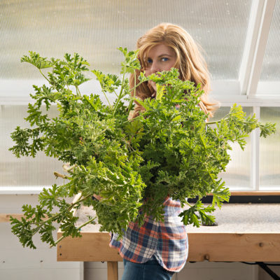 Pinching Plants, A Beginner's Guide to more stems and flowers