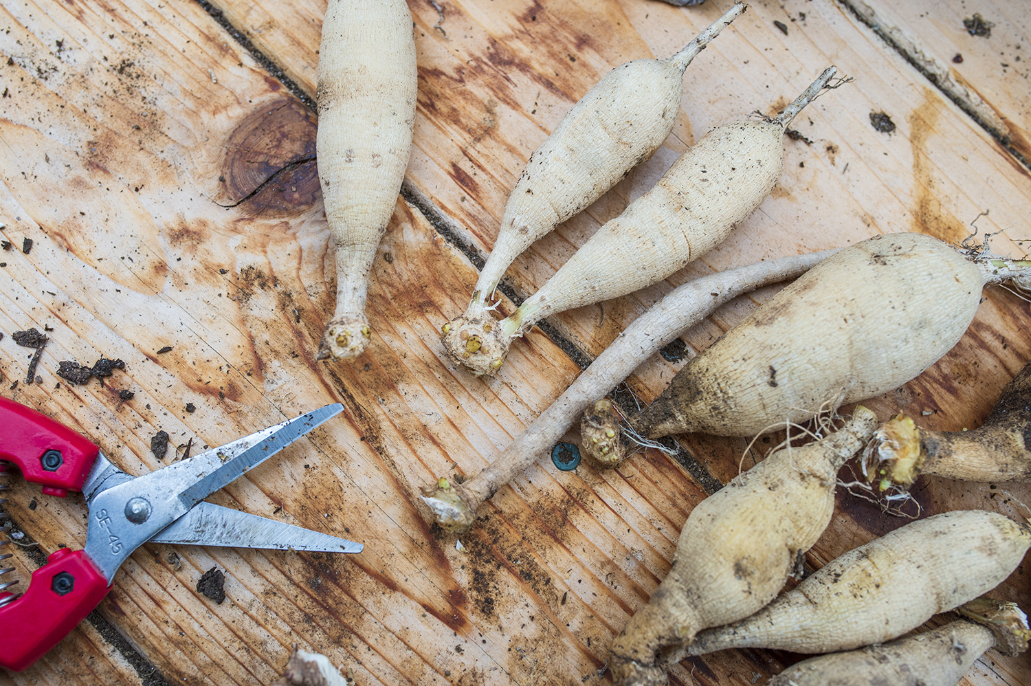 Dividing Dahlias: How to Divide and Store Tubers for the Cutting Garden