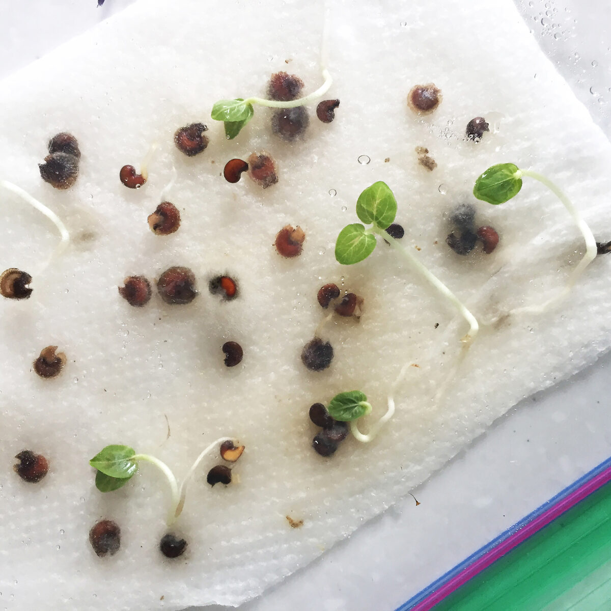 Seed Viability: How to Test your Seed to check whether it's good