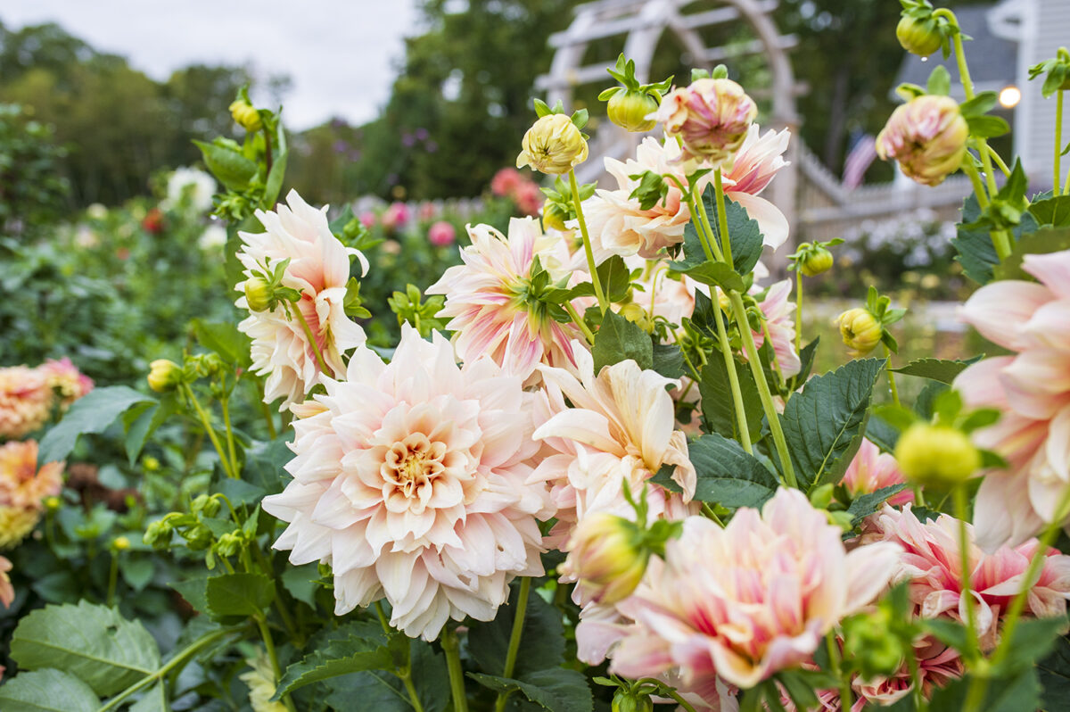 Pinching Plants, A Beginner's Guide to more stems and flowers
