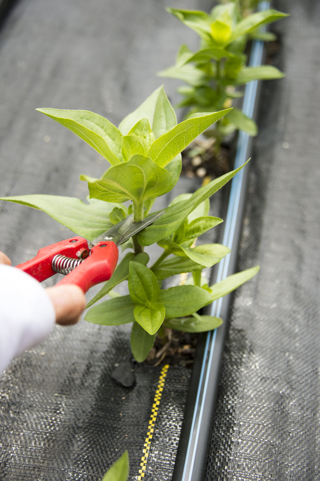 Pinching Plants, A Beginner's Guide to more stems and flowers