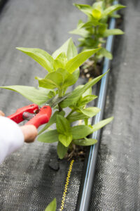 Pinching Plants, A Beginner's Guide to more stems and flowers