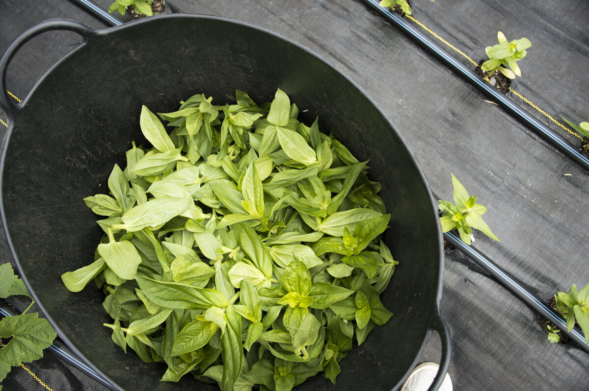 Pinching Plants, A Beginner's Guide to more stems and flowers