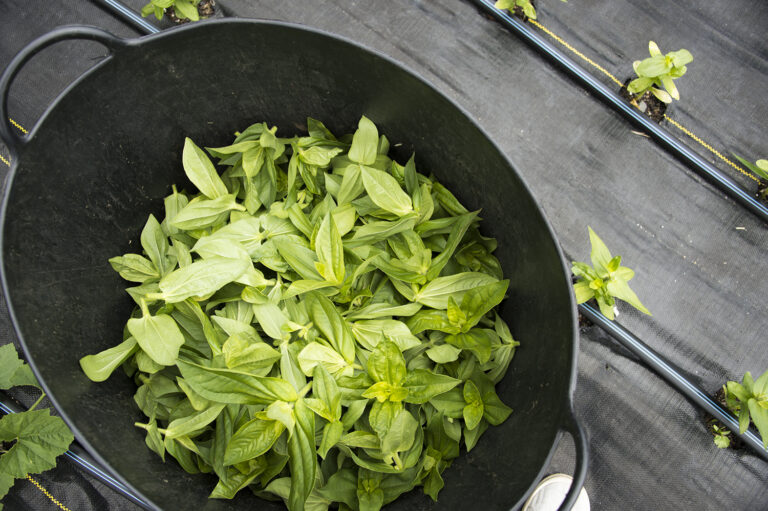 Pinching Plants, A Beginner's Guide to more stems and flowers