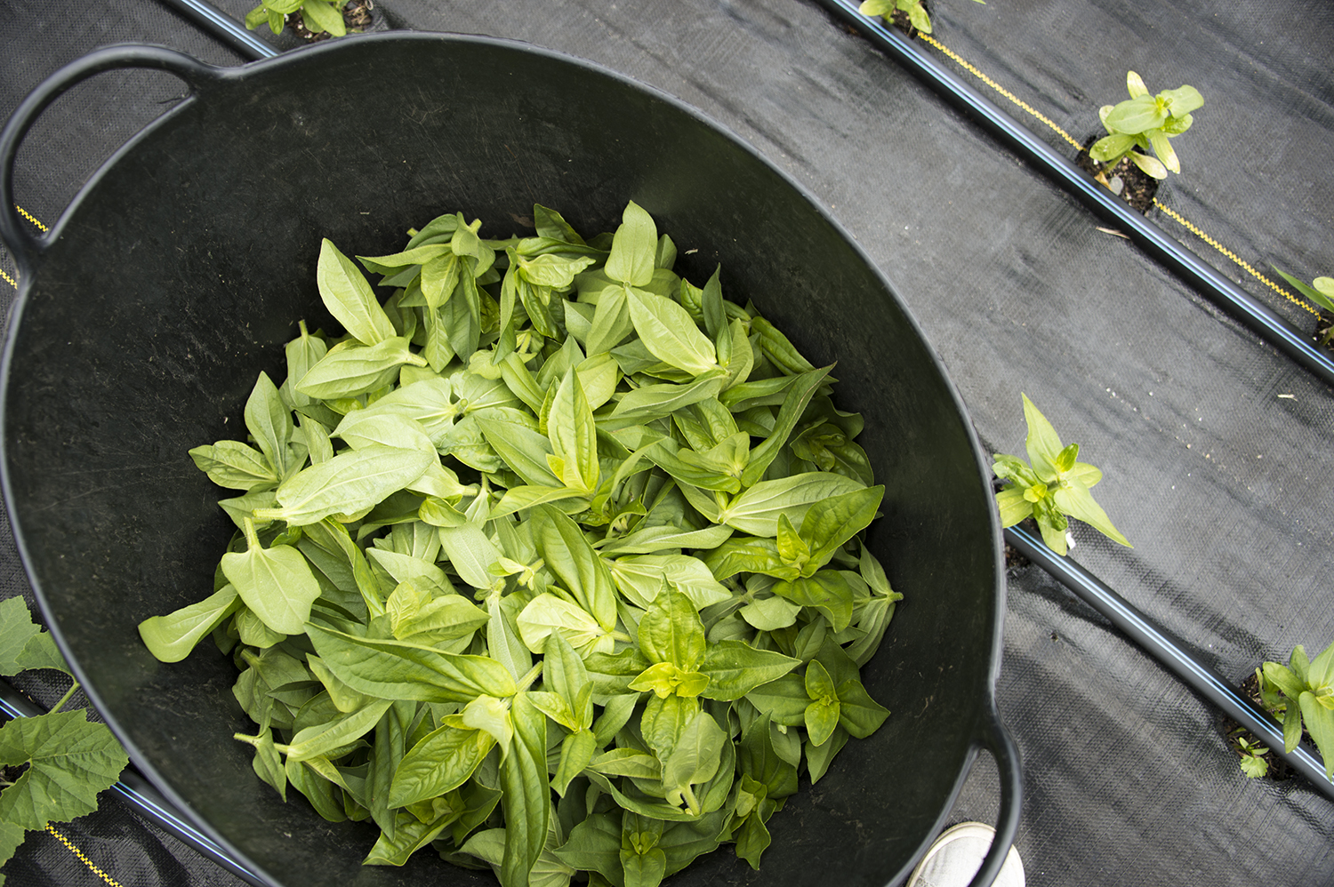 Pinching Plants, A Beginner's Guide to more stems and flowers