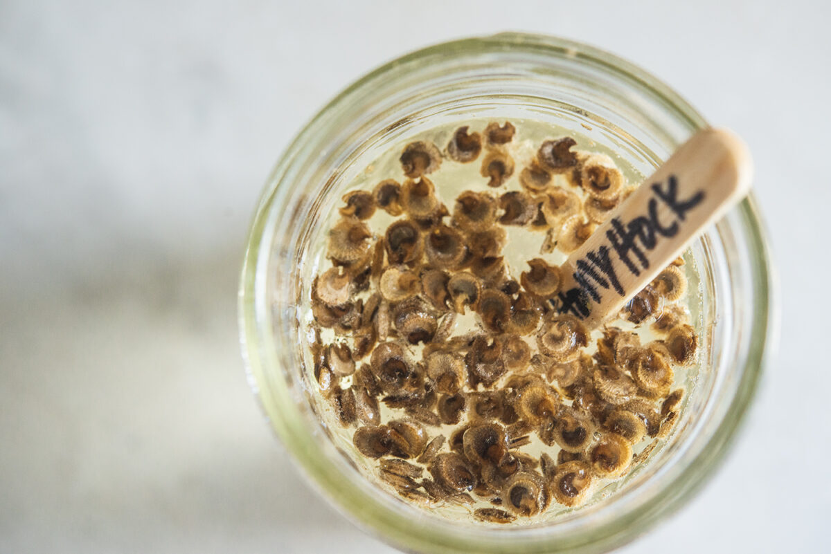 Seed Viability: How to Test your Seed to check whether it's good