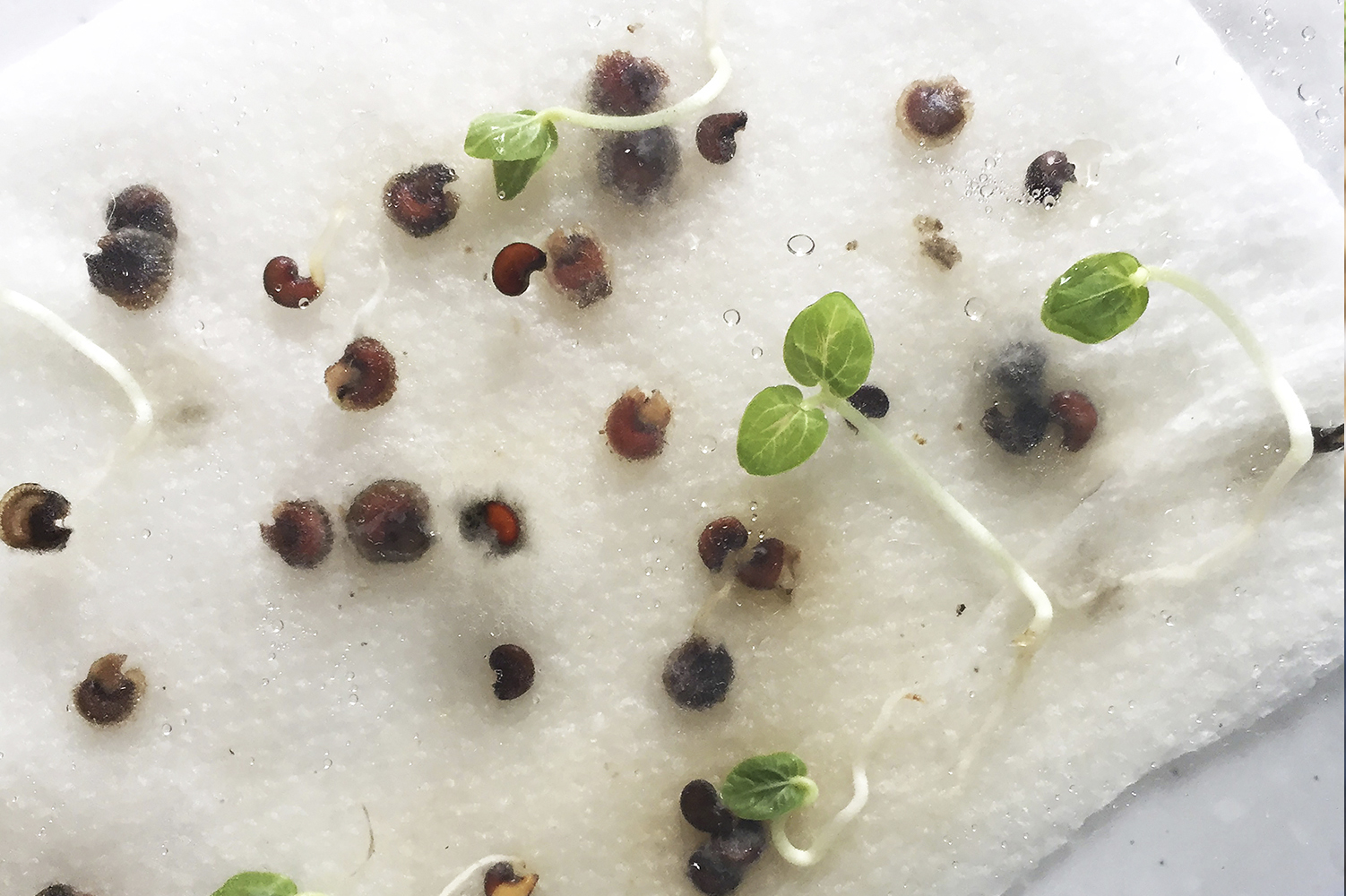 Seed Viability: How to Test your Seed to check whether it's good