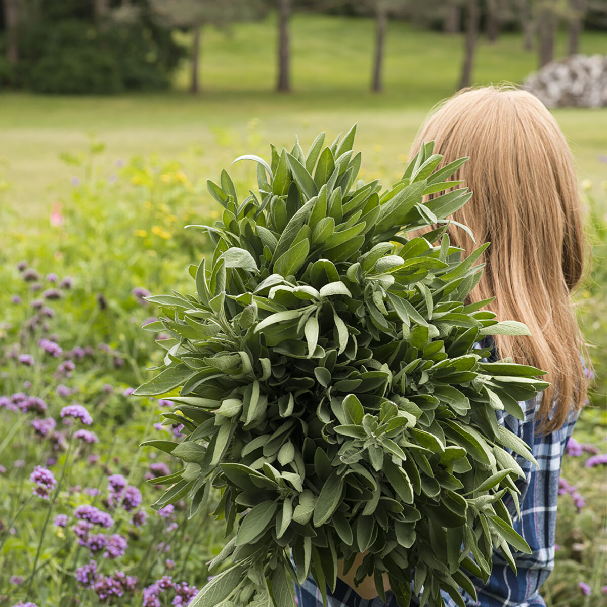Pinching Plants, A Beginner's Guide to more stems and flowers