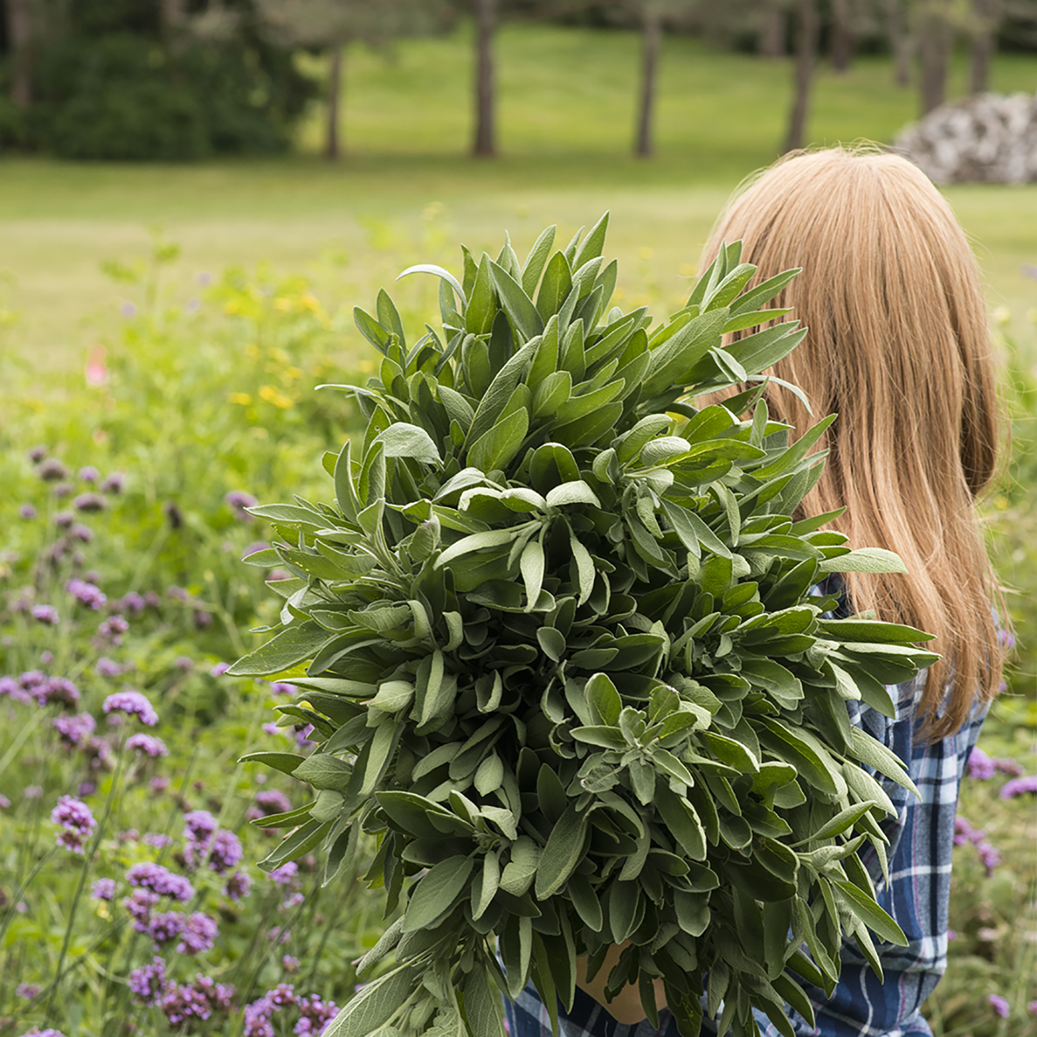 Pinching Plants, A Beginner's Guide to more stems and flowers