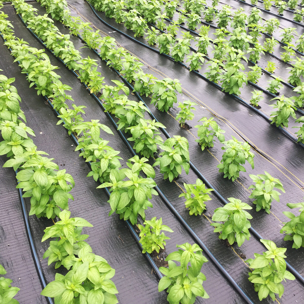 Plant Spacing & Sow Schedule for your vegetable, herb and flower garden