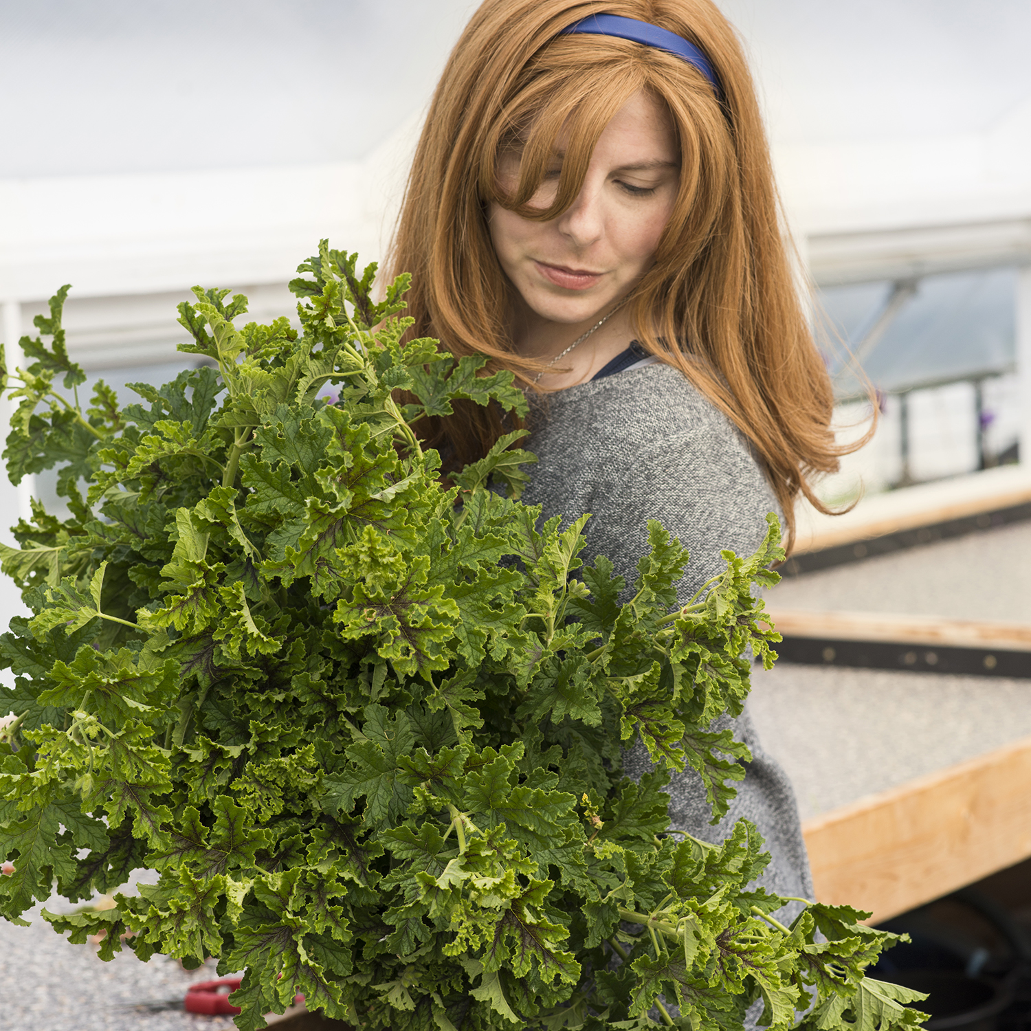 Pinching Plants, A Beginner's Guide to more stems and flowers