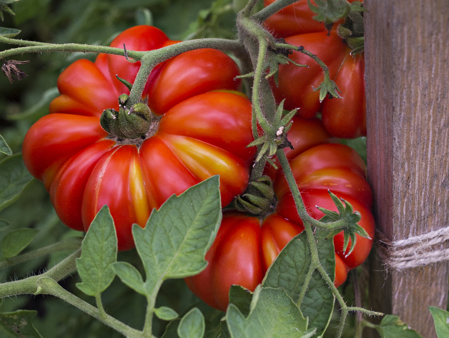 Vegetable Garden Top 10 Must Haves for the kitchen