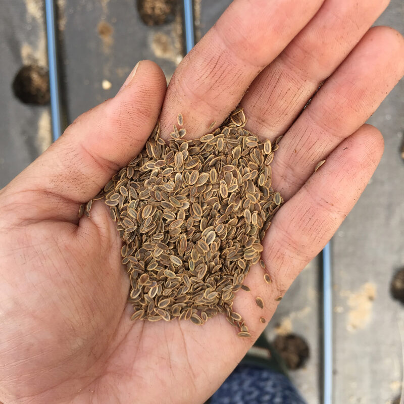 Transplanting Seedlings and Direct Sowing Seeds in the Garden