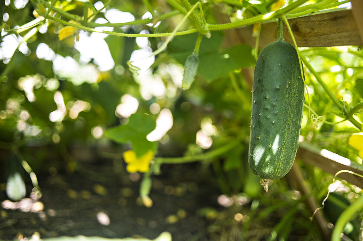 Vegetable Garden Top 10 Must Haves for the kitchen