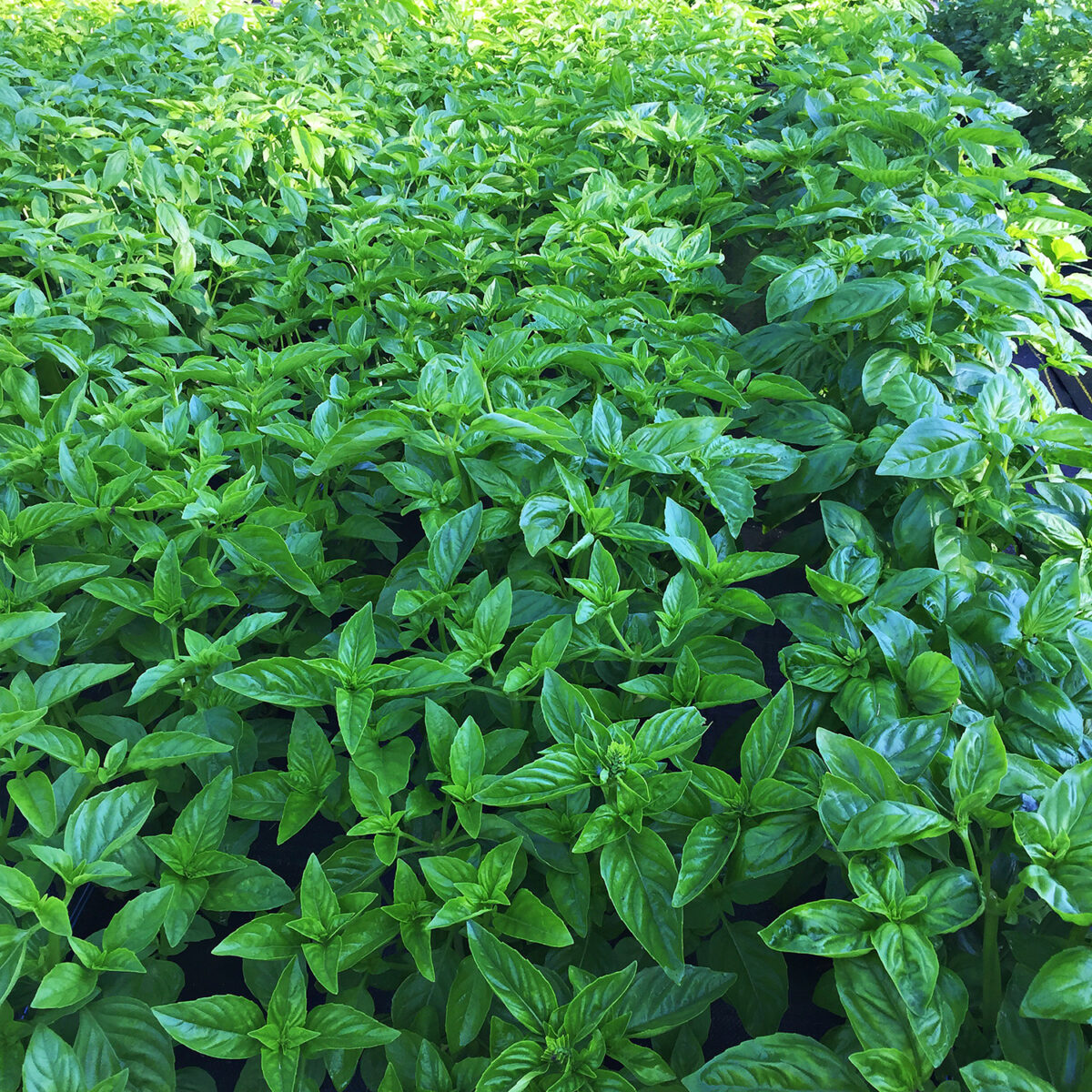 Pinching Plants, A Beginner's Guide to more stems and flowers