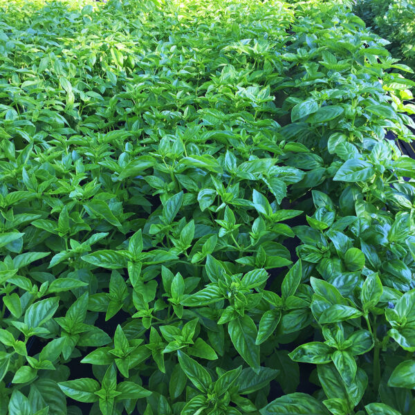 Pinching Plants, A Beginner's Guide to more stems and flowers