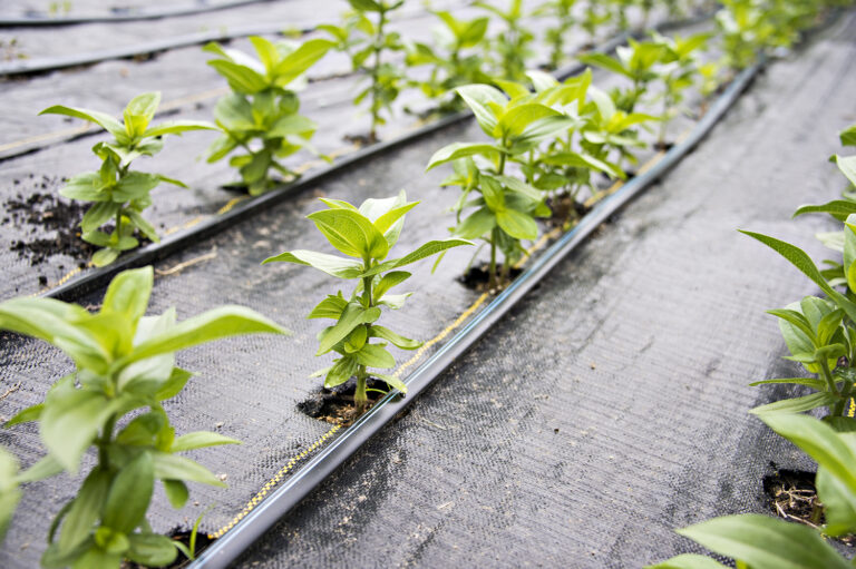 Pinching Plants, A Beginner's Guide to more stems and flowers