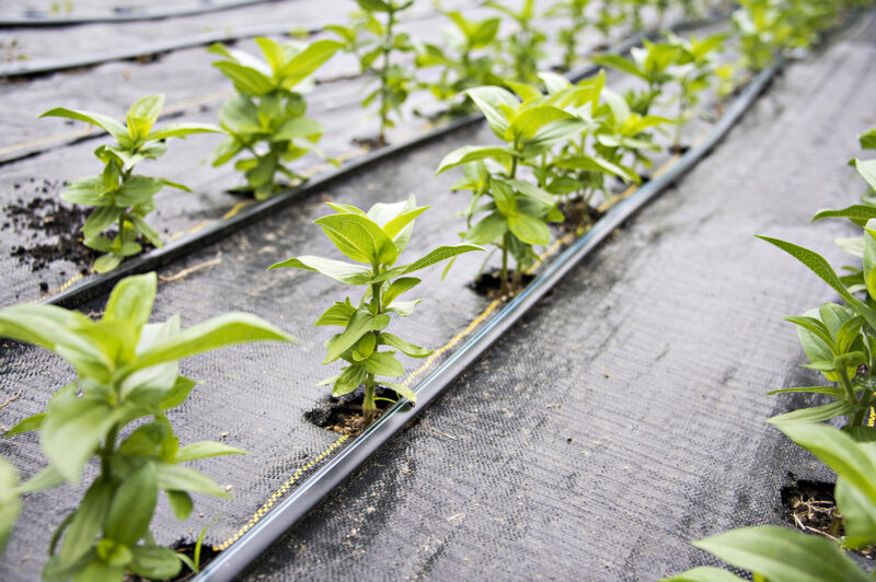 Pinching Plants, A Beginner's Guide to more stems and flowers