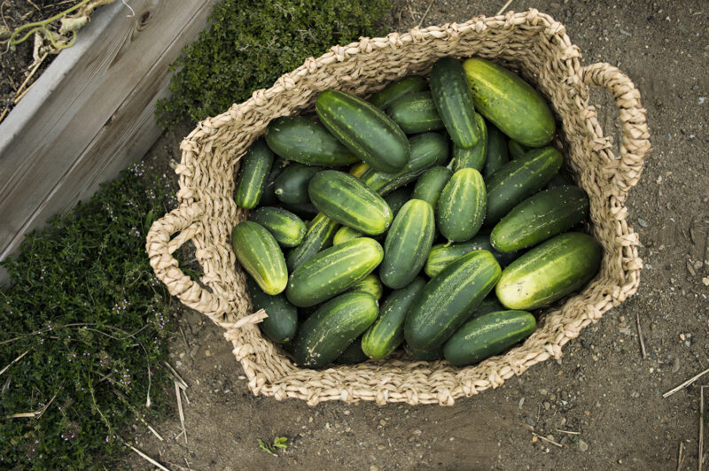 Vegetable Garden Top 10 Must Haves for the kitchen