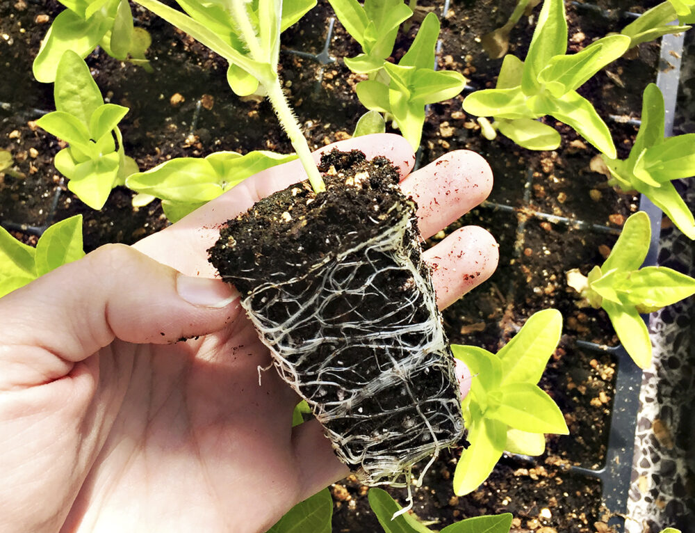 Pinching Plants, A Beginner's Guide to more stems and flowers