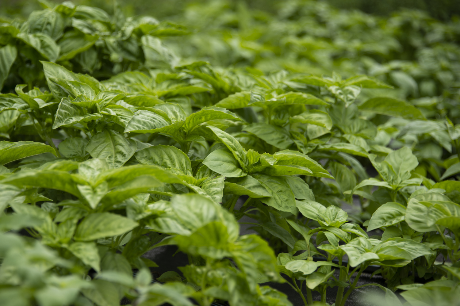 Growing Basil Tips: 5 Tips How to Grow Basil Like a Boss