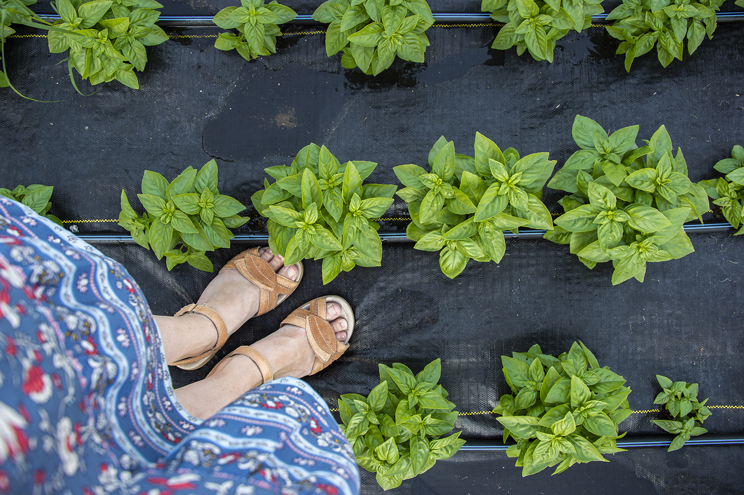 Growing Basil Tips: 5 Tips How to Grow Basil Like a Boss