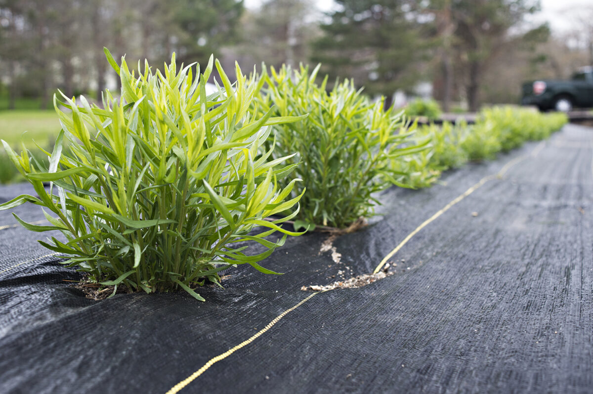 Why Mulch is Important in the Garden, and which is my favorite mulch