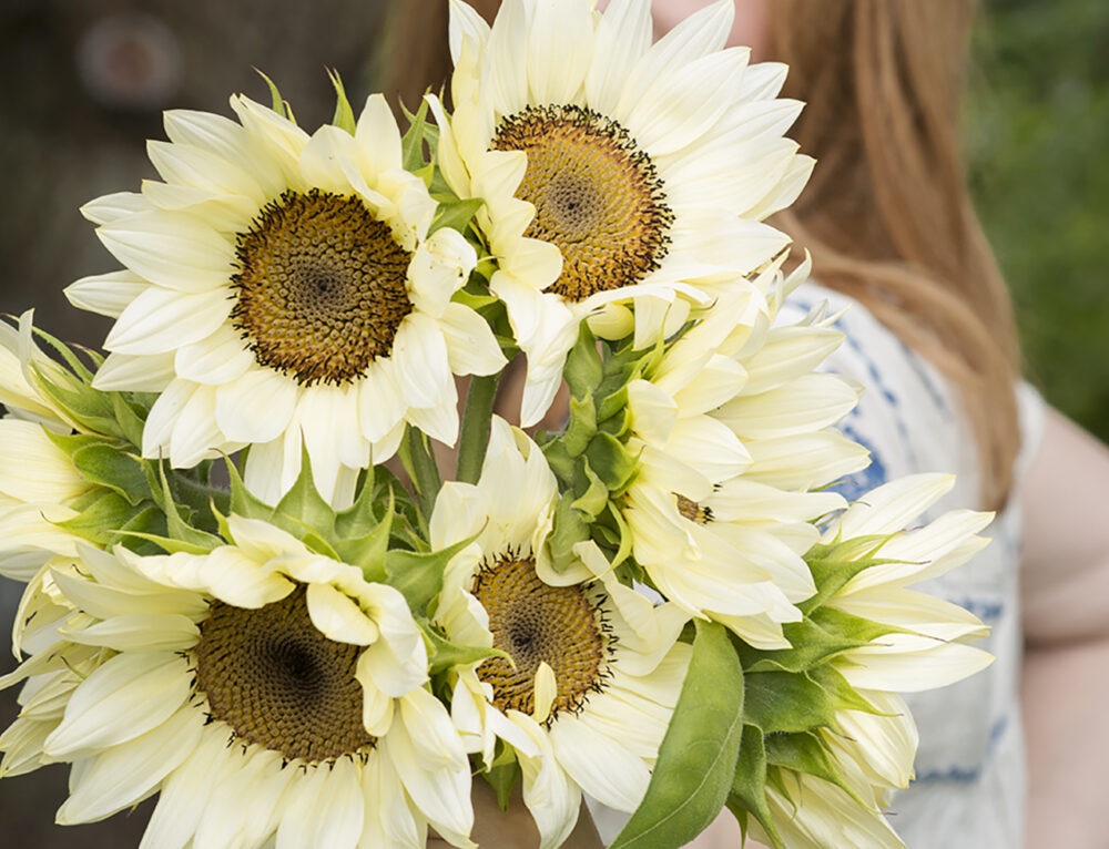 Pinching Plants, A Beginner's Guide to more stems and flowers