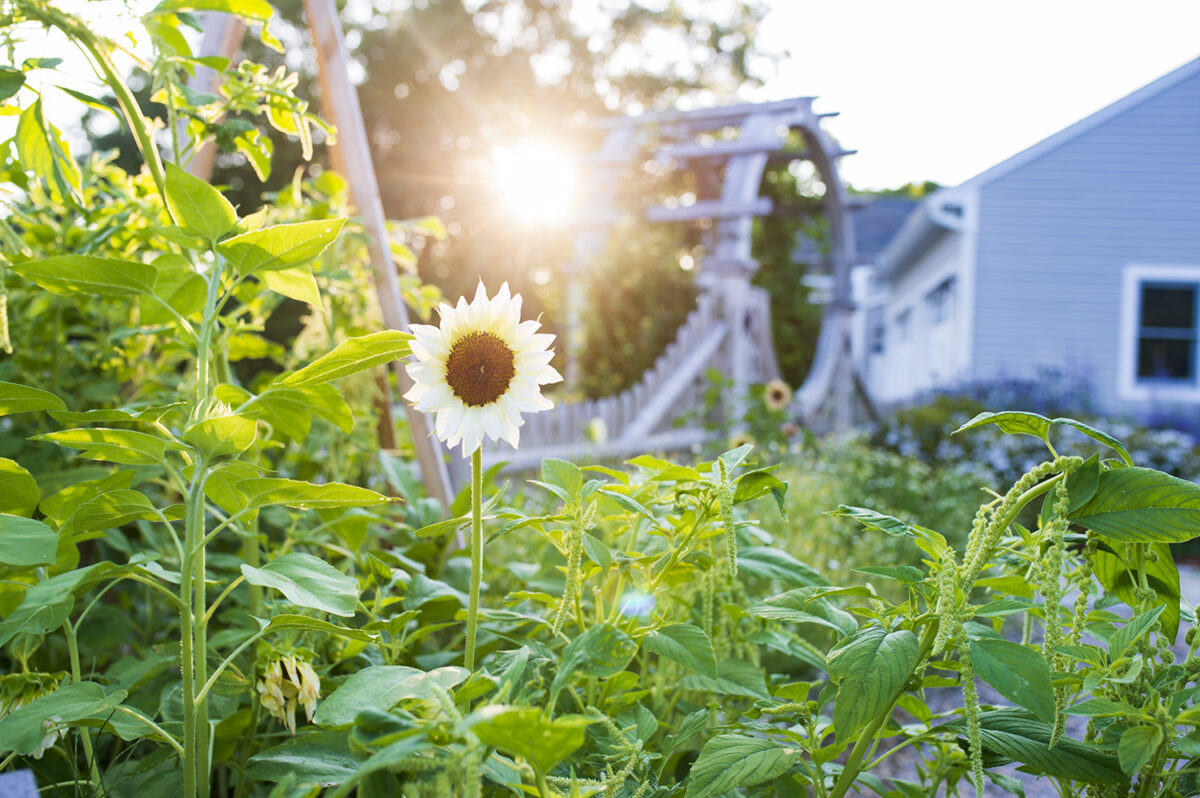 6 Reasons to Grow Sunflowers in your backyard Garden