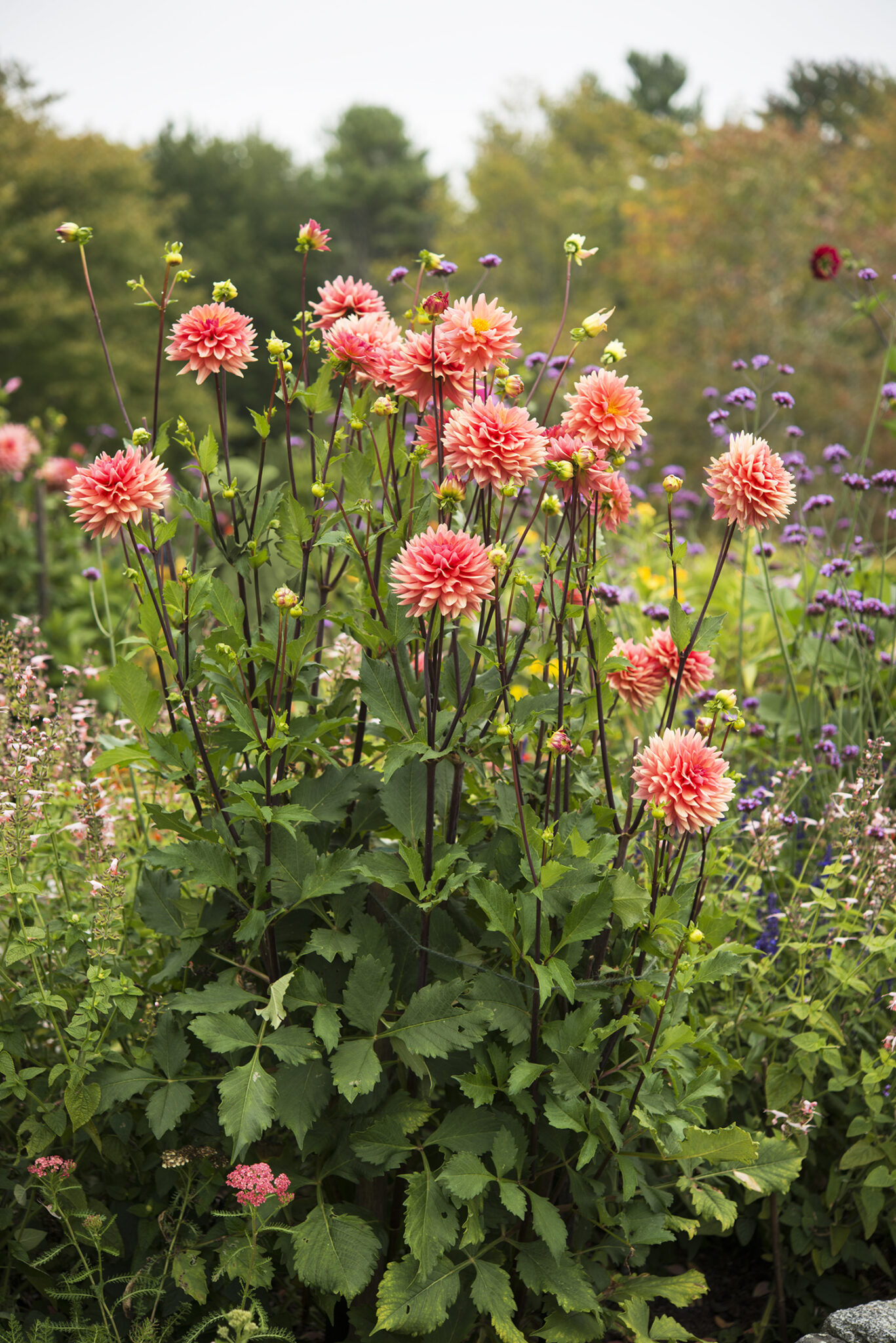 Dahlias: Learn how Easy it is to Grow Dahlias for the Garden