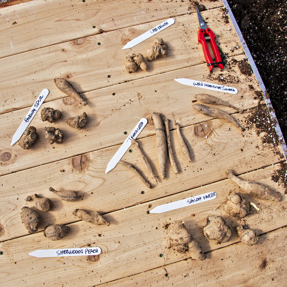 Dahlias: Learn how Easy it is to Grow Dahlias for the Garden