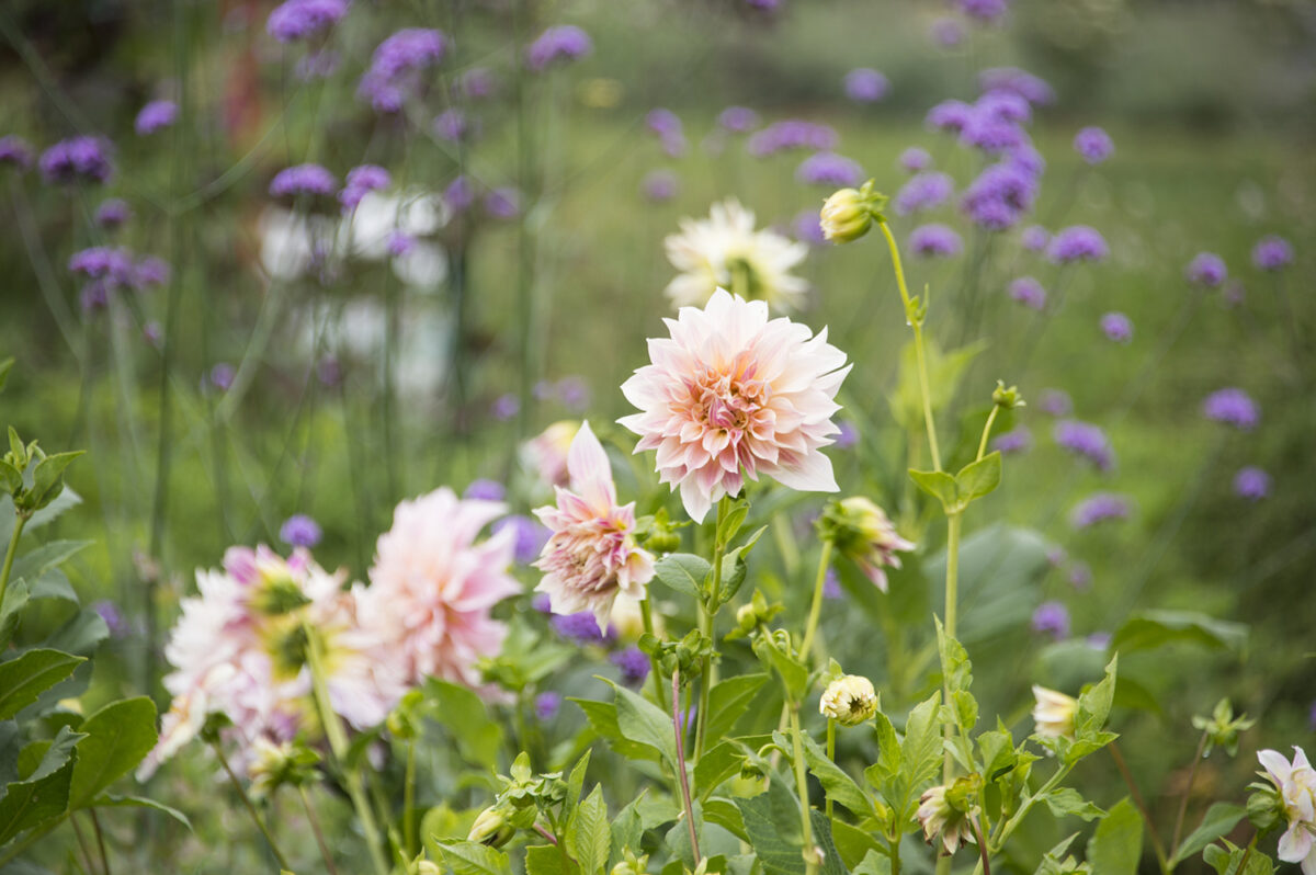 Dahlias: Learn how Easy it is to Grow Dahlias for the Garden
